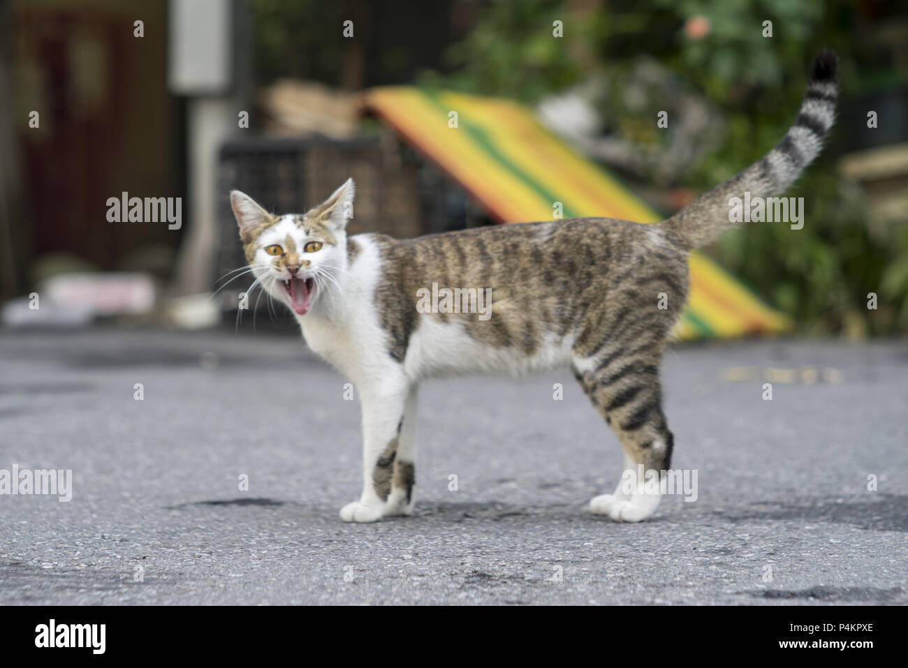 Abyssinian cat outdoors hi-res stock photography and images - Alamy