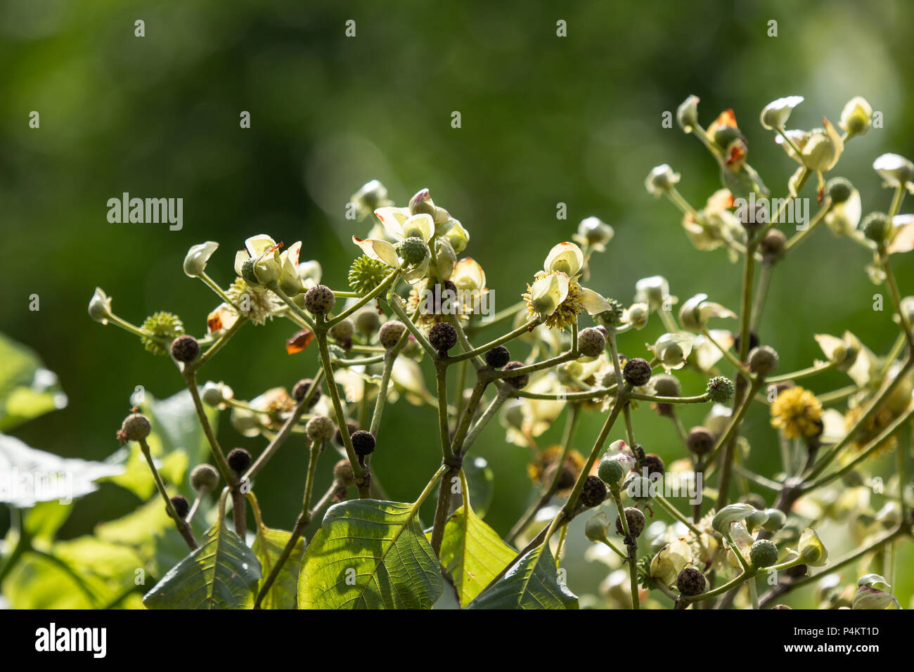 Close up white and yellow flower of teak tree Stock Photo - Alamy