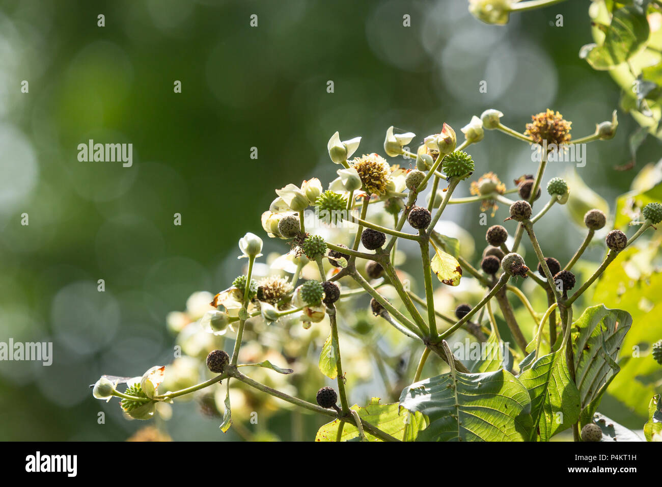 Close up white and yellow flower of teak tree Stock Photo - Alamy