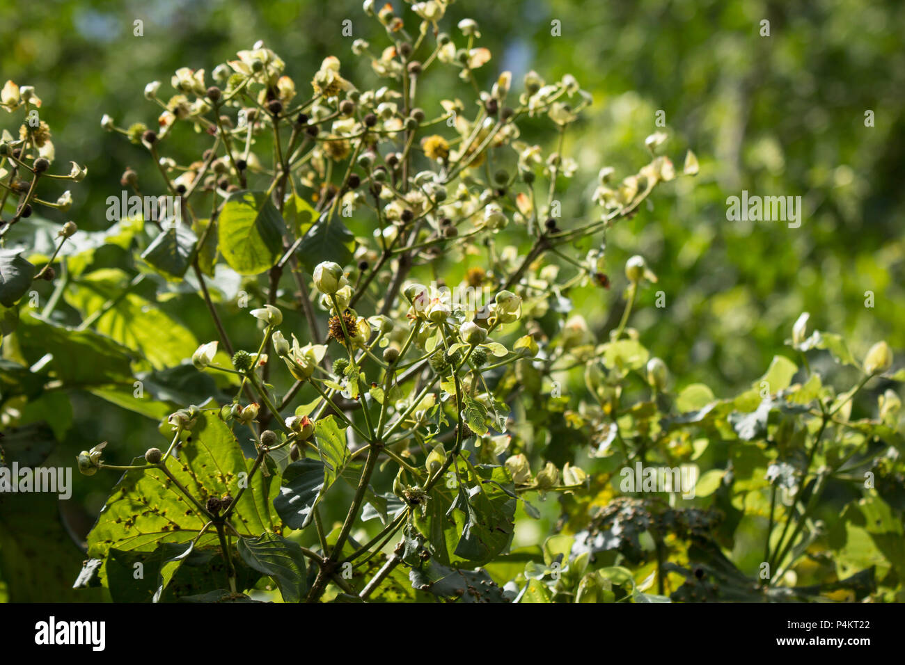 Close up white and yellow flower of teak tree Stock Photo - Alamy