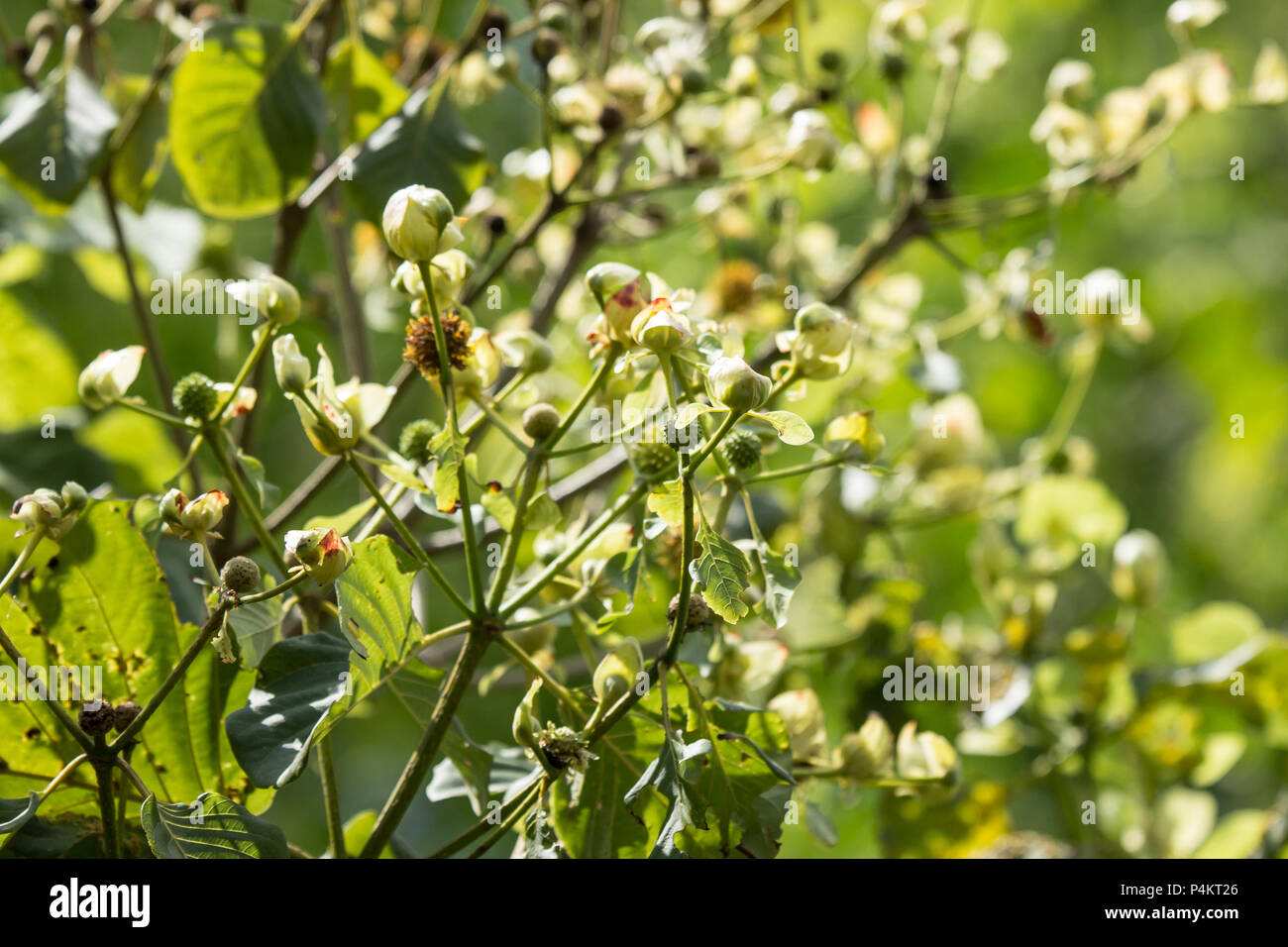 Close up white and yellow flower of teak tree Stock Photo - Alamy