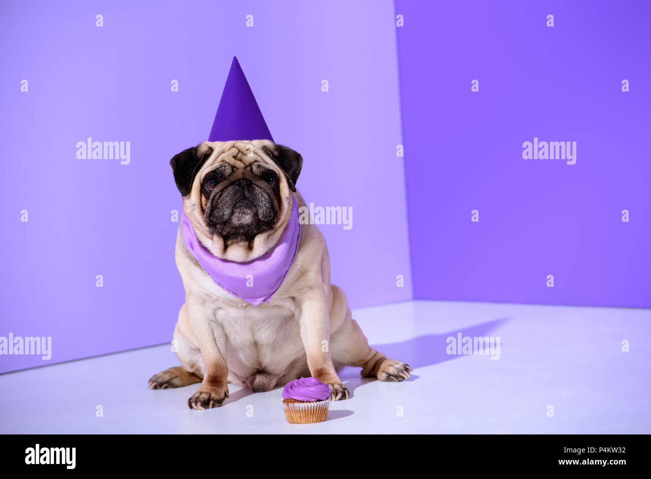 pug dog in purple party hat with cupcake, on ultra violet Stock Photo ...