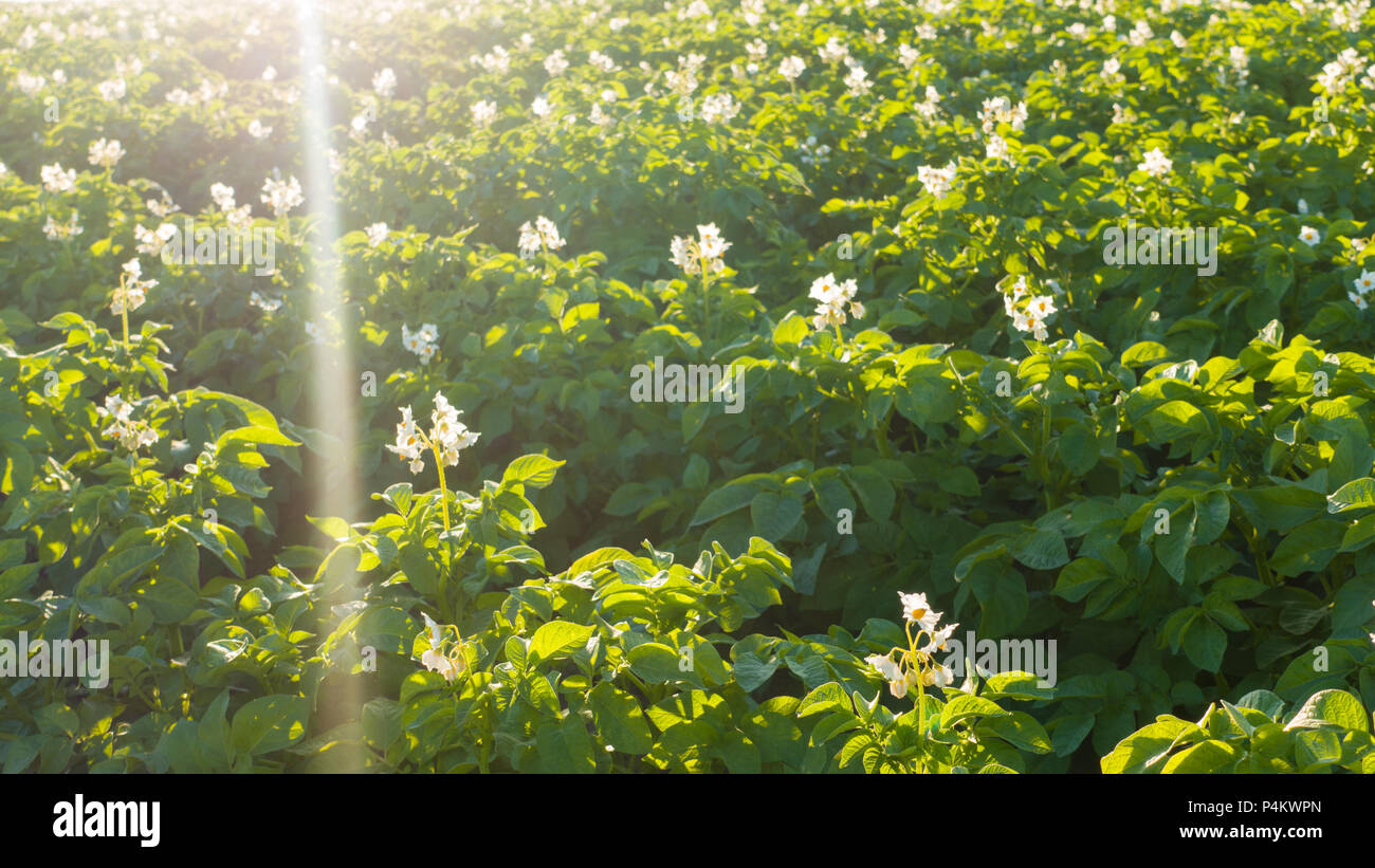 Potato field at sunrise. Green field of blooming potatoes Stock Photo ...