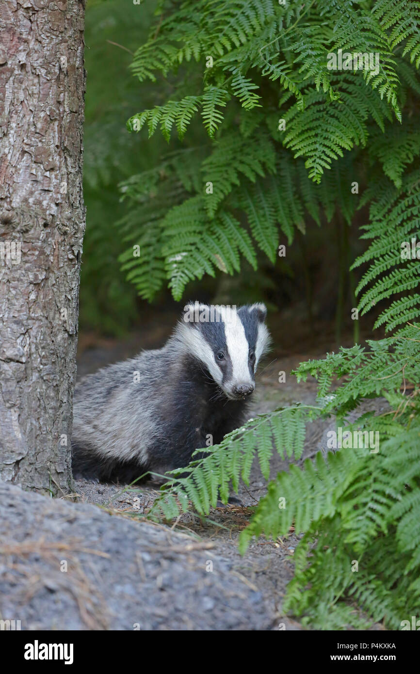 Badger cub at its sett in the Forest of Dean Stock Photo - Alamy