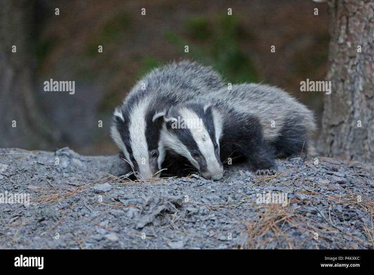Two Badger cubs at their sett in the Forest of Dean Stock Photo - Alamy