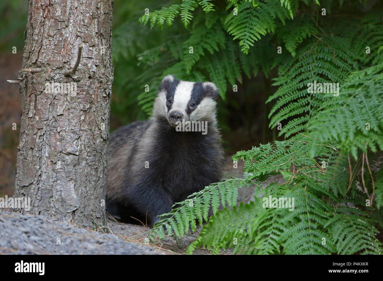 Adult Badger in bracken in the Forest of Dean Stock Photo - Alamy
