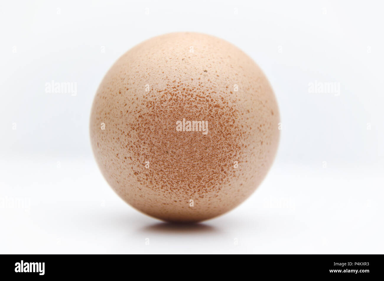 Spotted fresh egg of a chicken on a high key white background Stock ...