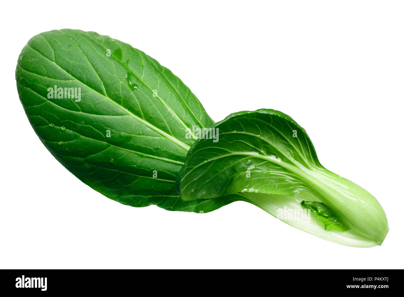 Pechay Plant Clipart