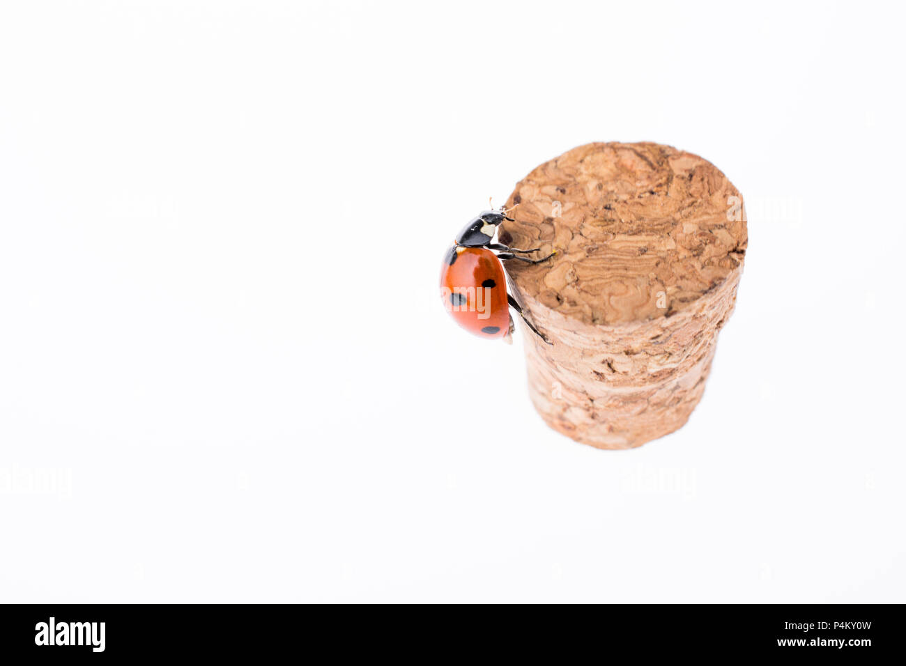 Beautiful photo of red ladybug walking on a Stock Photo - Alamy