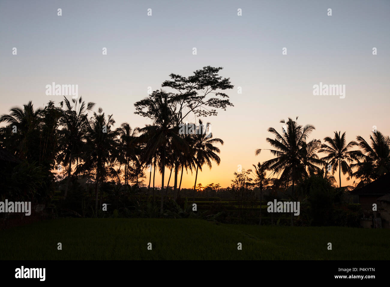 Palm tree plantation illuminated by gorgeous orange setting sun ...
