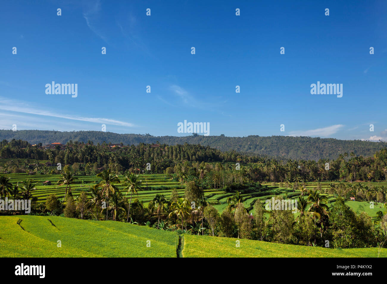 Panorama of beautiful terraced rice field on Bali Indonesia Stock Photo ...