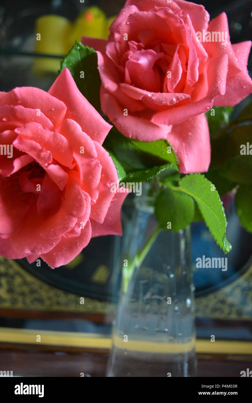 Beautiful, recently plucked pink rose buds stand in a glass transparent ...
