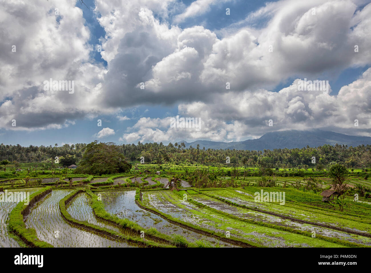 Rice tarrace in mountains. Bali. Indonesia Stock Photo - Alamy