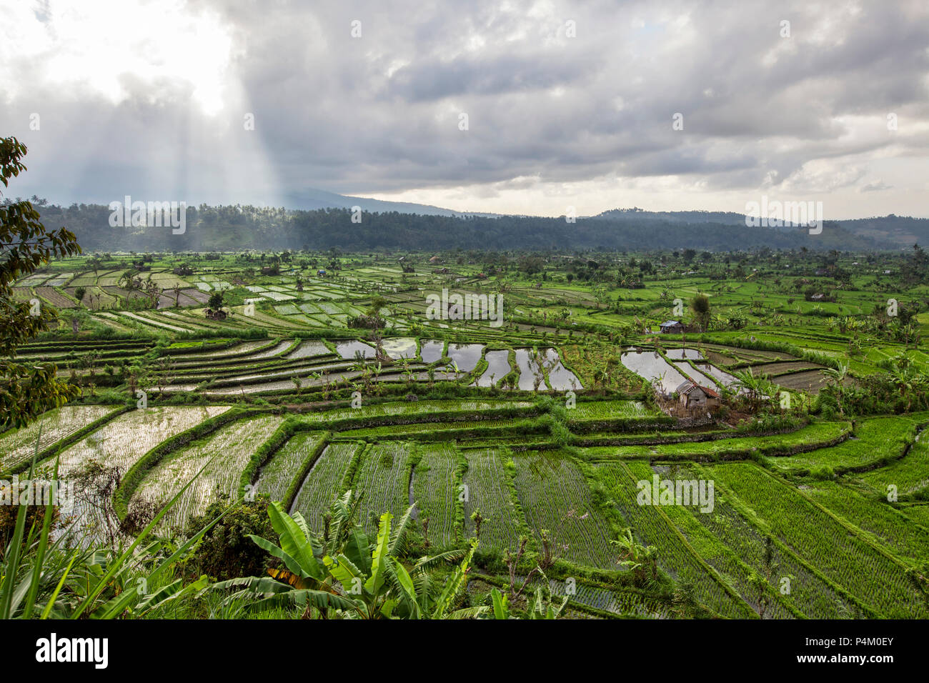Rice terraces in rice fields on mountain of twilight Stock Photo - Alamy