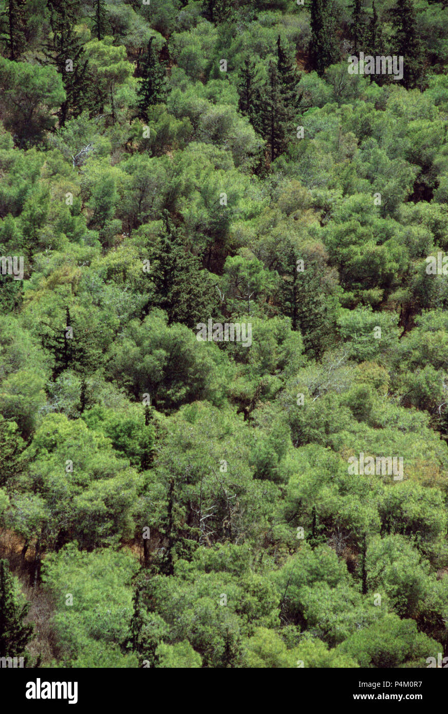 Natural grown forest near Athen, Greececonfined Stock Photo - Alamy