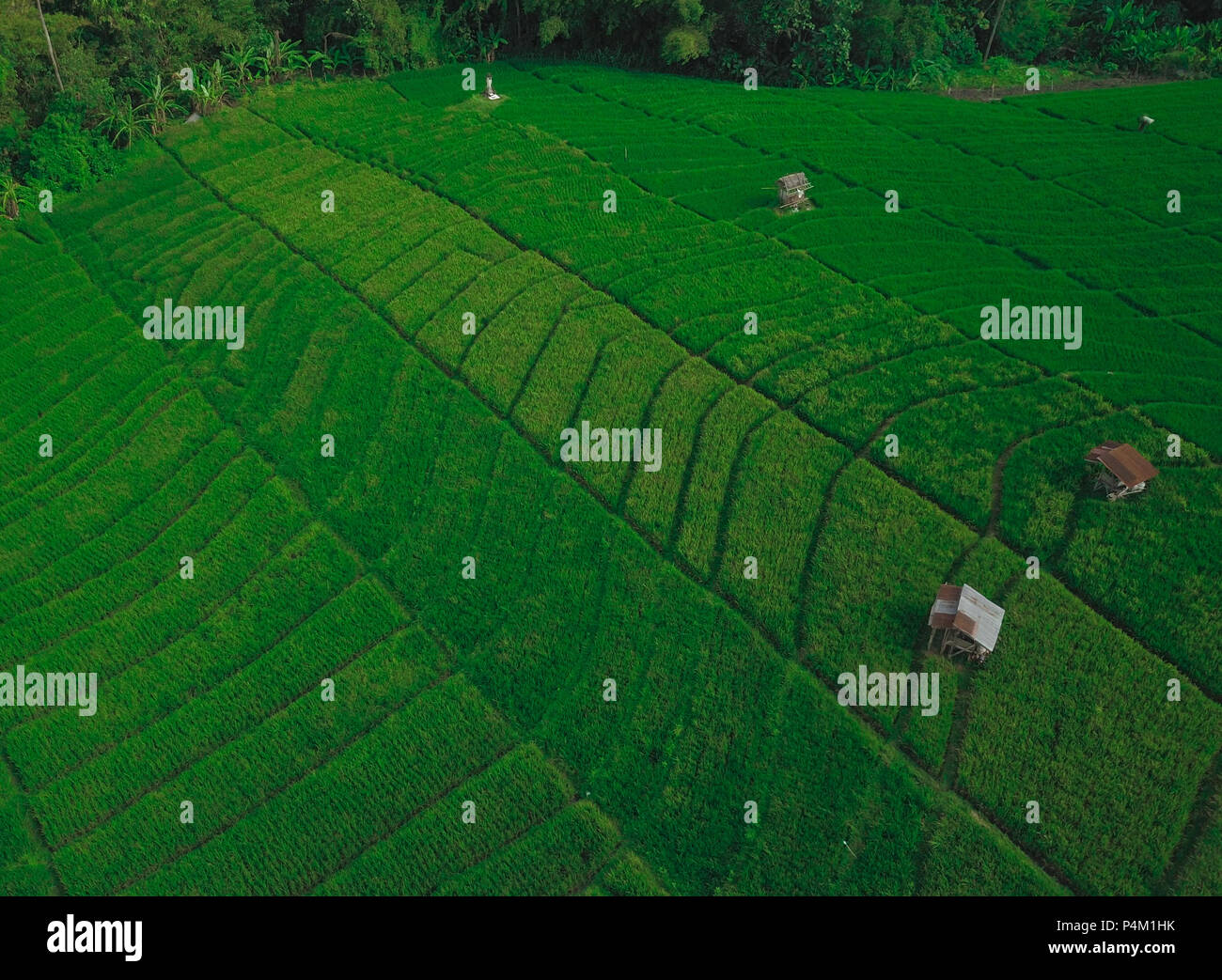 Aerial bali rice terrace hi-res stock photography and images - Alamy