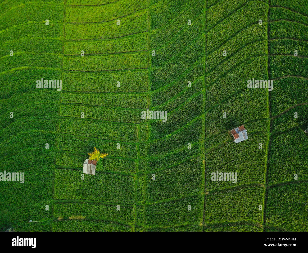 Aerial bali rice terrace hi-res stock photography and images - Alamy