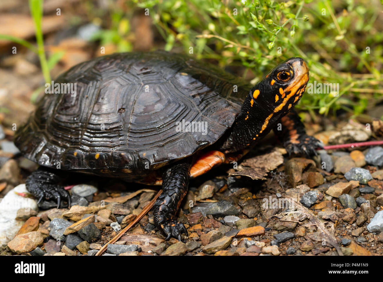 Spotted turtle - Clemmys guttata Stock Photo - Alamy