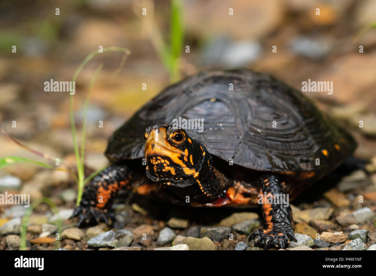 Spotted turtle hi-res stock photography and images - Alamy