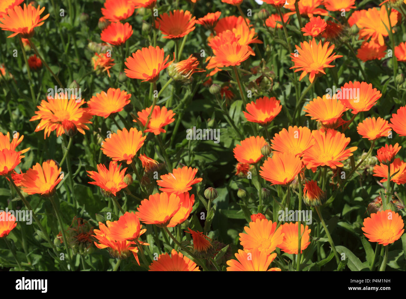 Calendula officinalis, the pot marigold, ruddles, common marigold or ...