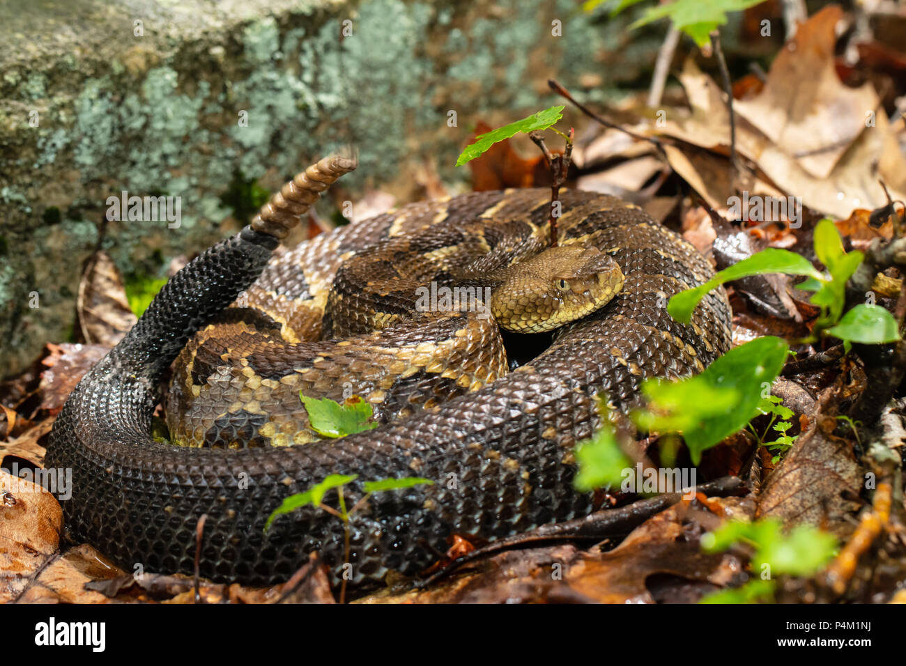 Gravid female timber rattlesnake - Crotalus horridus Stock Photo - Alamy