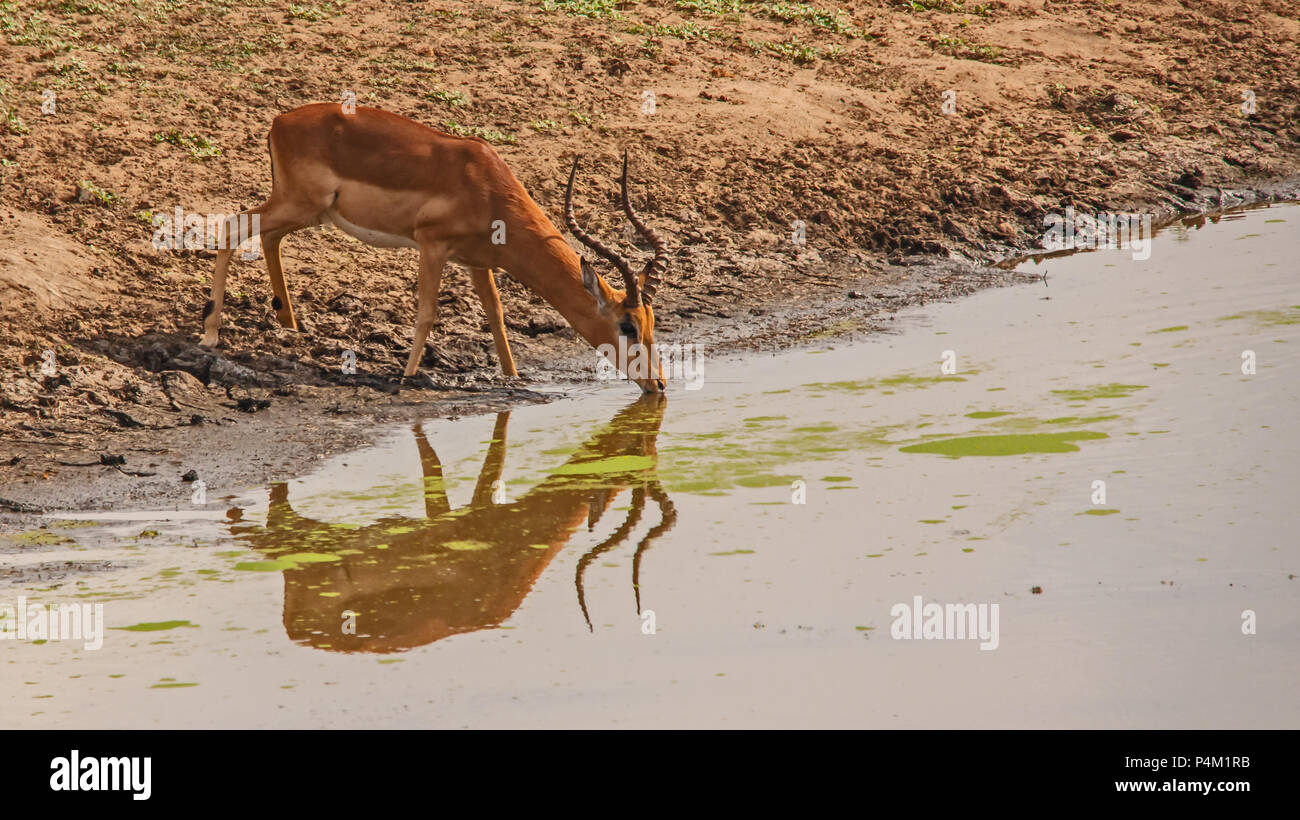 Impala Ram drinking water Stock Photo - Alamy