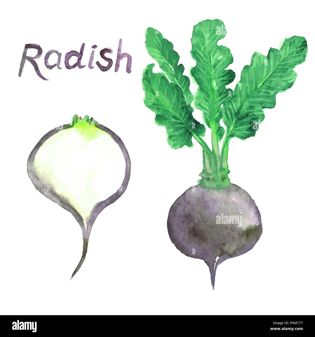 Black radish root, green plant, leaves and cut slice, isolated hand ...
