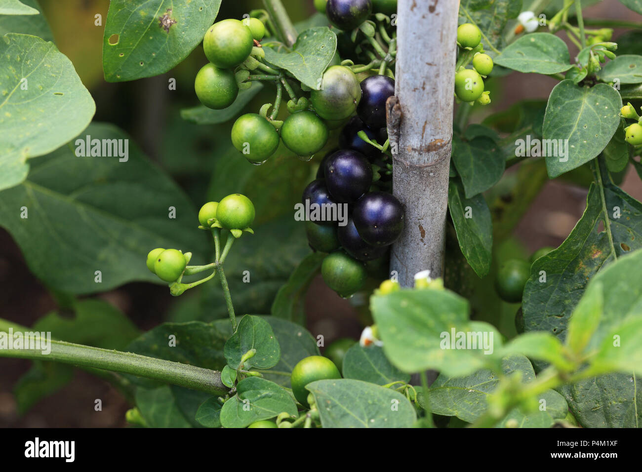 Garden huckleberry hi-res stock photography and images - Alamy