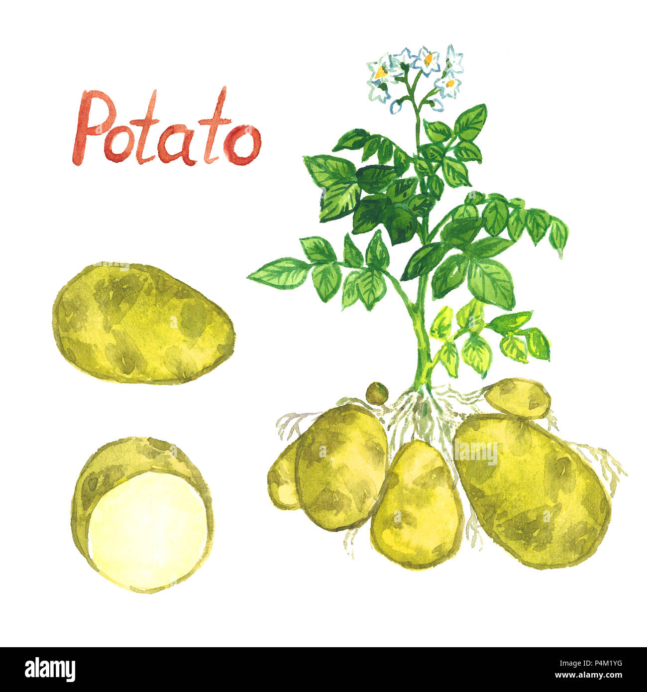 Potato bush with flowers, leaves, potato and cut slice, isolated hand ...