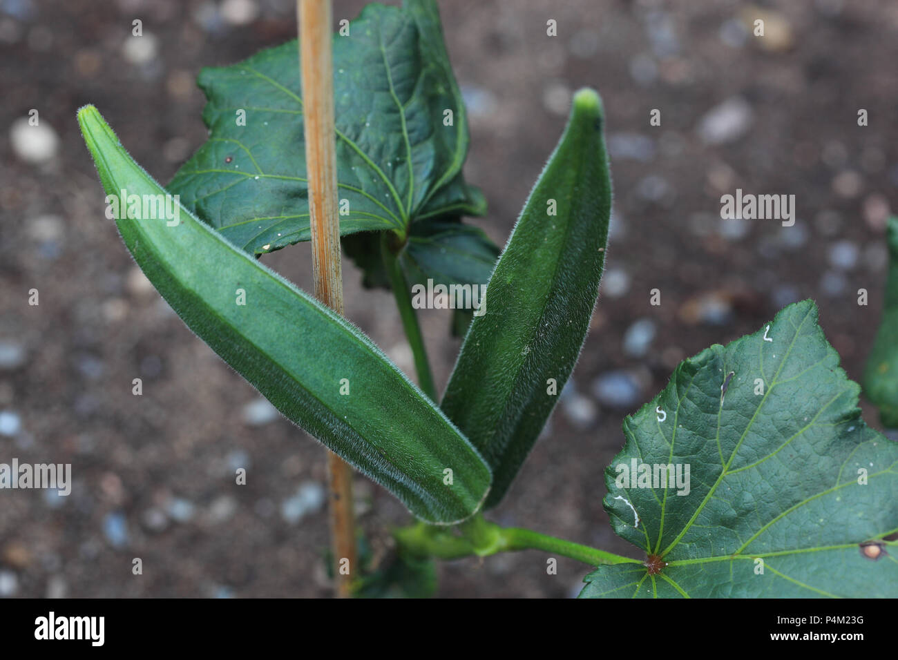Okra crops hi-res stock photography and images - Alamy