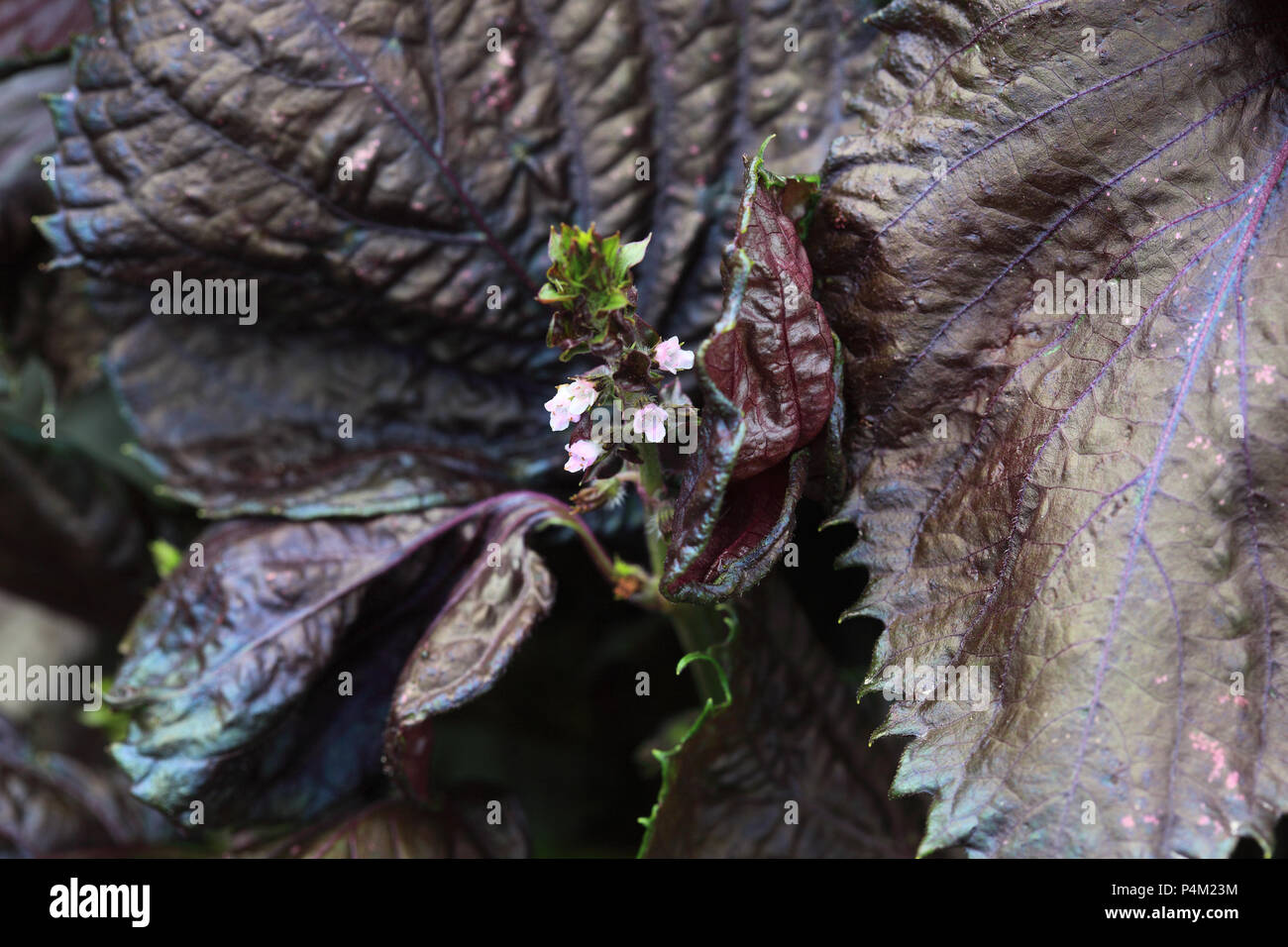 Perilla frutescens, Shiso, Egoma, Perillapflanze Stock Photo - Alamy