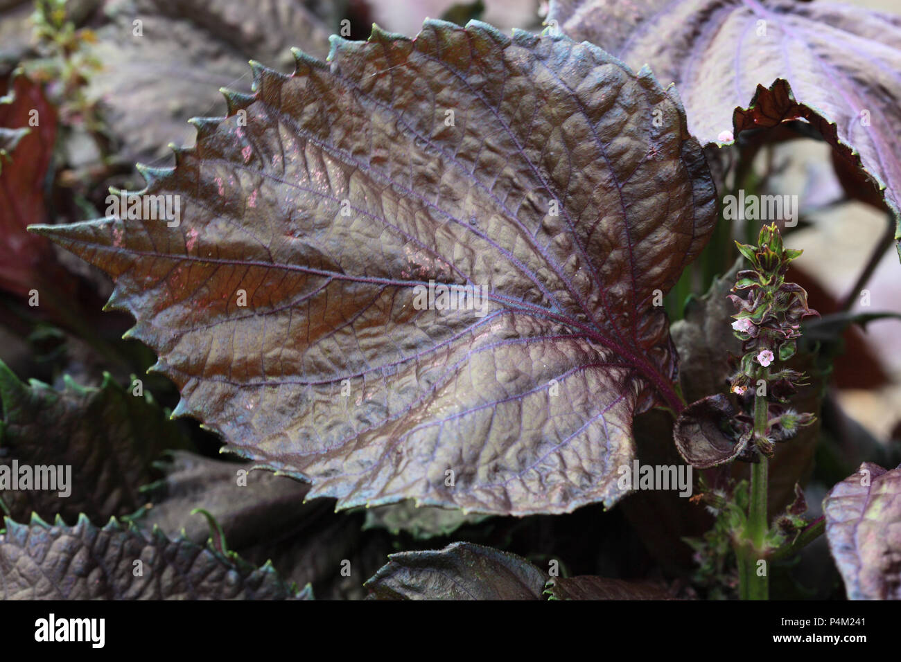 Perilla frutescens, Shiso, Egoma, Perillapflanze Stock Photo - Alamy