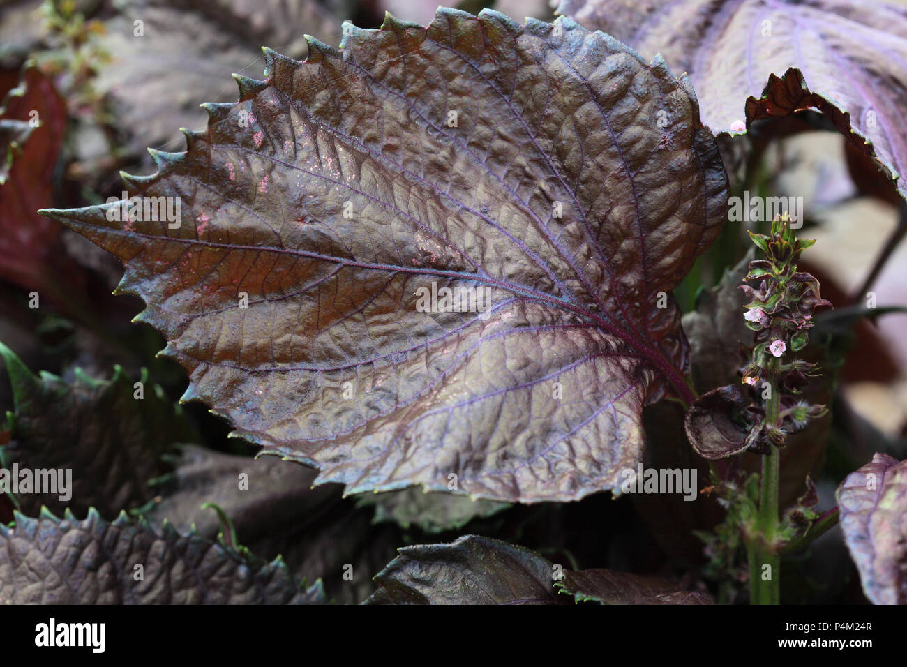 Perilla frutescens, Shiso, Egoma, Perillapflanze Stock Photo - Alamy