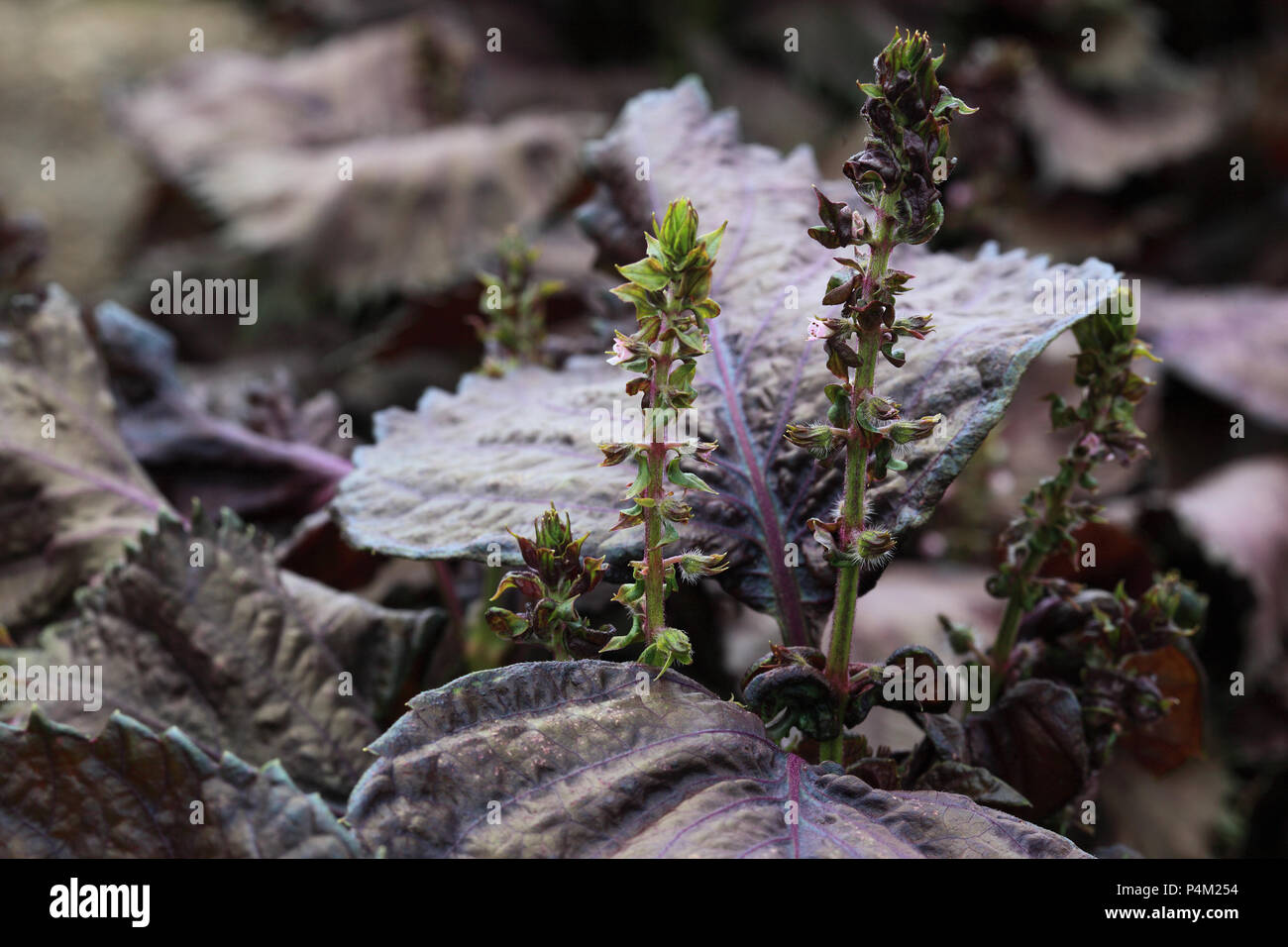 Perilla frutescens, Shiso, Egoma, Perillapflanze Stock Photo - Alamy