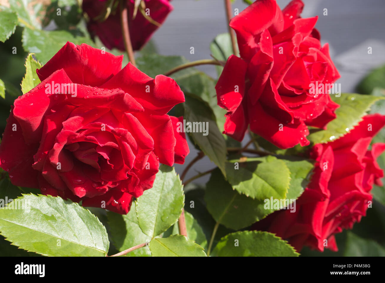 Blooming red roses in the garden on a sunny day after rain. Birthday ...