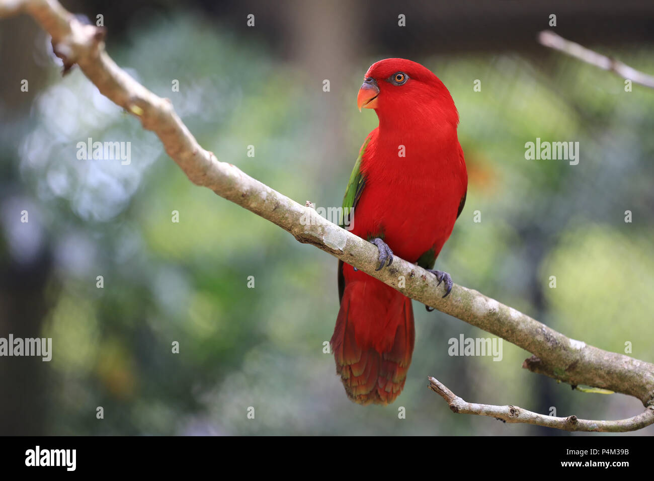 Red macore bird on branches of tropical trees in the jungle,Wildlife is ...