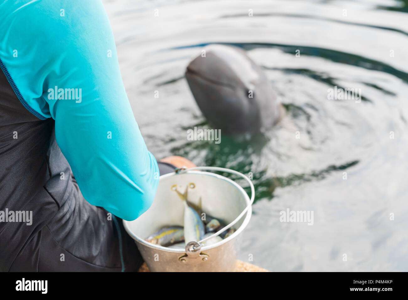 Dolphin trainer fish hi-res stock photography and images - Alamy