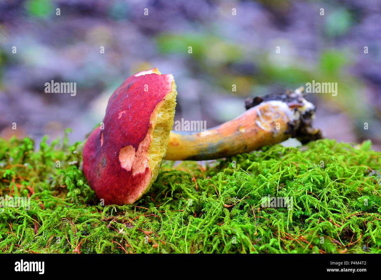 hortiboletus rubellus mushroom, formerly known as boletus rubellus ...