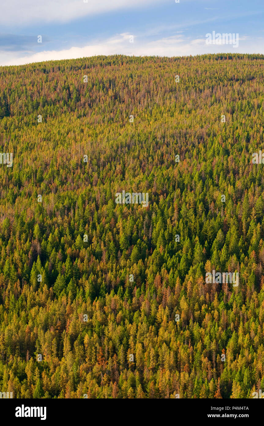 Forest slope near Priest Pass, Helena National Forest, Montana Stock ...