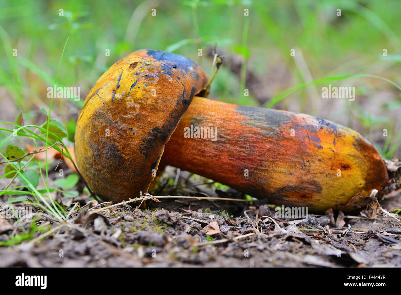 Neoboletus luridiformis hi-res stock photography and images - Alamy