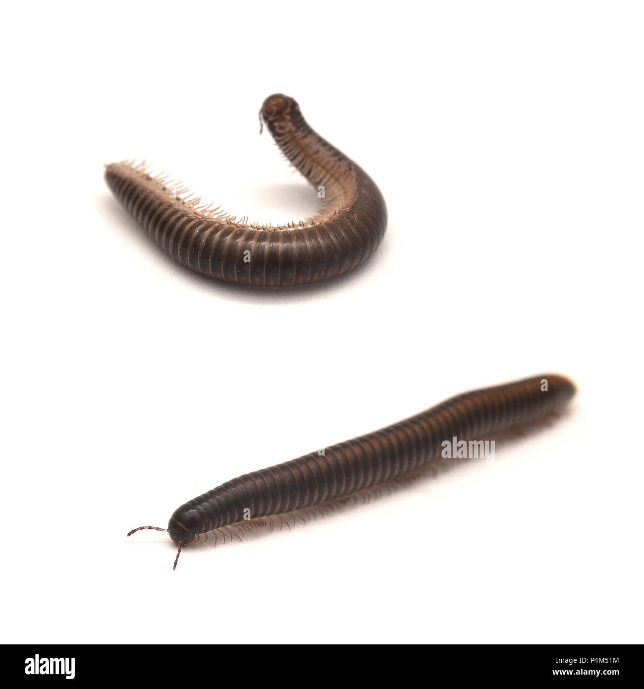 Myriapod hi-res stock photography and images - Alamy
