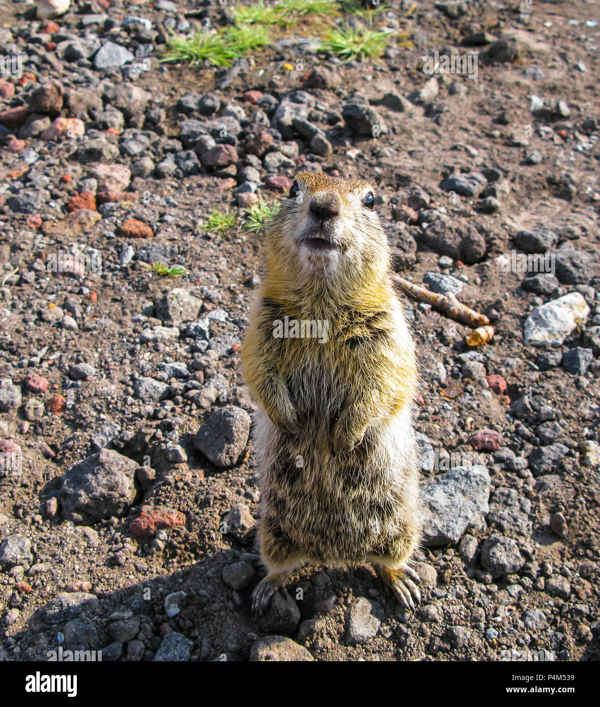 Standing gopher on the ground, Kamchatka Peninsula, Russia Stock Photo ...