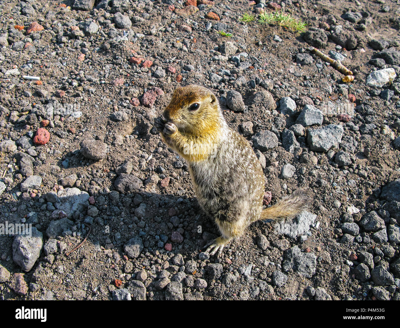 Standing and eating gopher on the ground, Kamchatka Peninsula, Russia ...