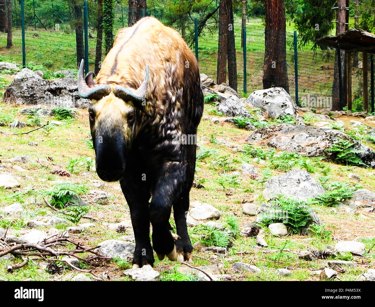 Portrait of takin, goat-cow animal, symbol of Bhutan Stock Photo - Alamy
