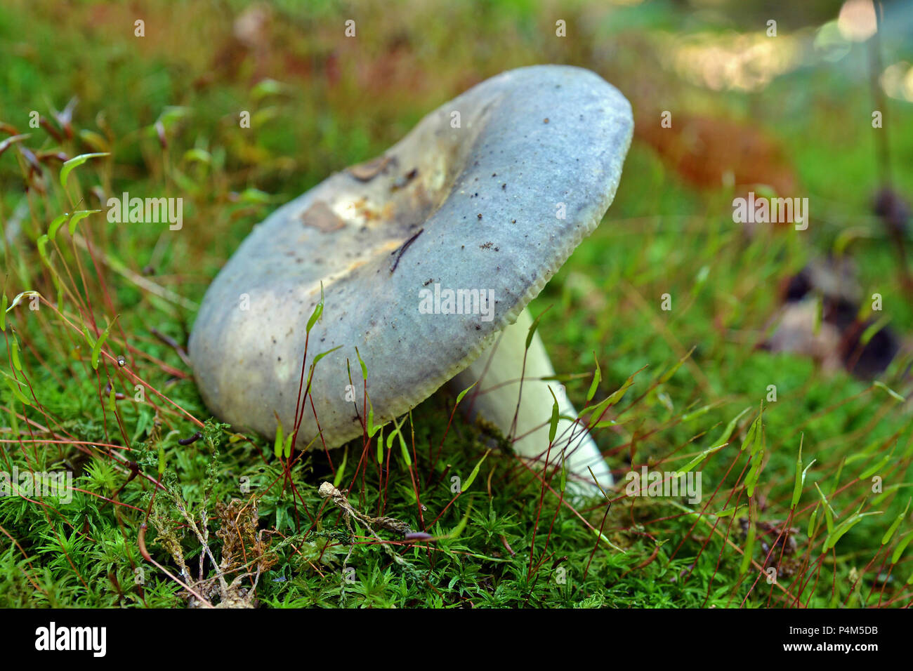 Russula heterophylla mushroom, commonly known as the greasy green ...