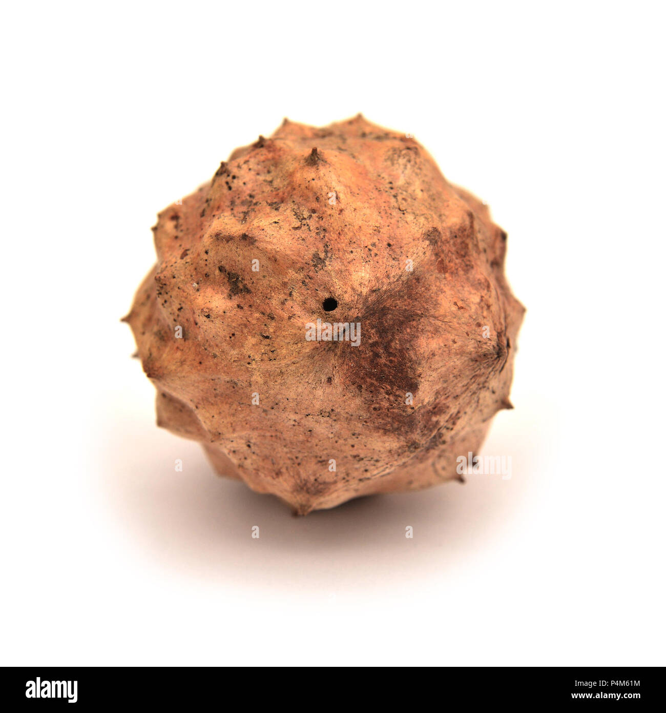 andrigus gall parasite isolated on white Stock Photo - Alamy