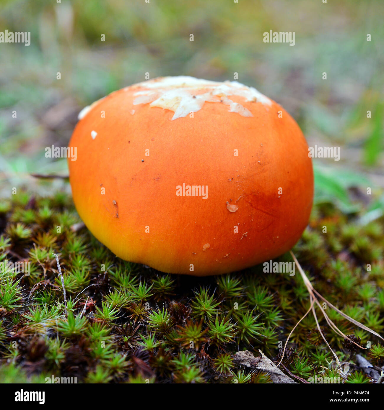 caesar's mushroom bulb in the woods, amanita caesarea Stock Photo - Alamy