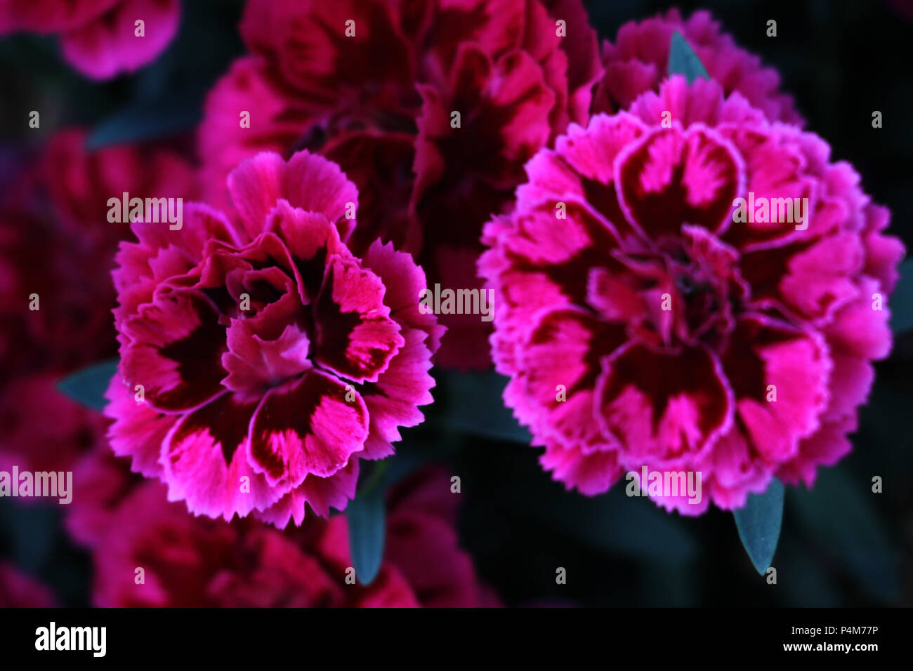 Carnation texture hi-res stock photography and images - Alamy