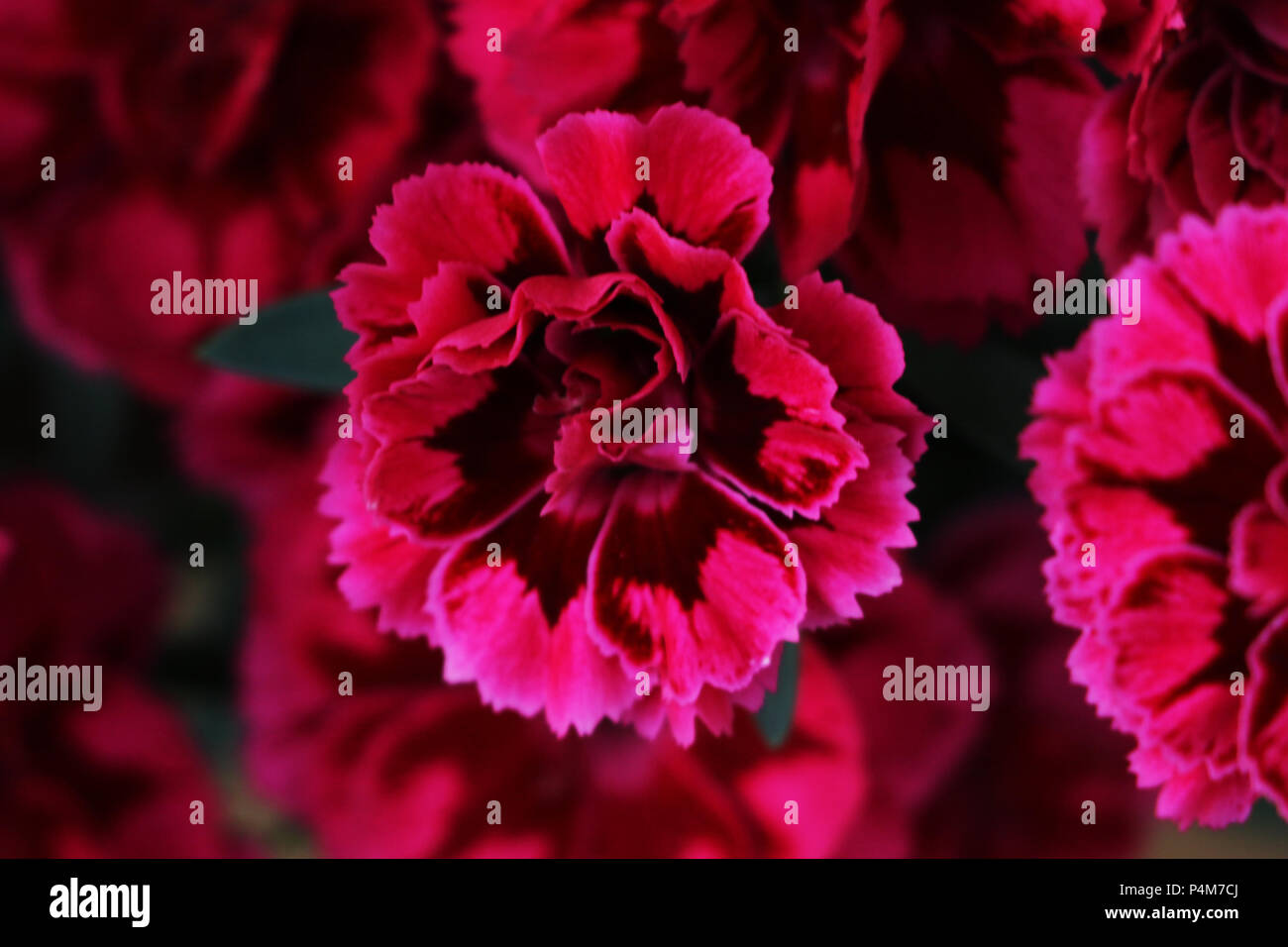 Carnation texture hi-res stock photography and images - Alamy