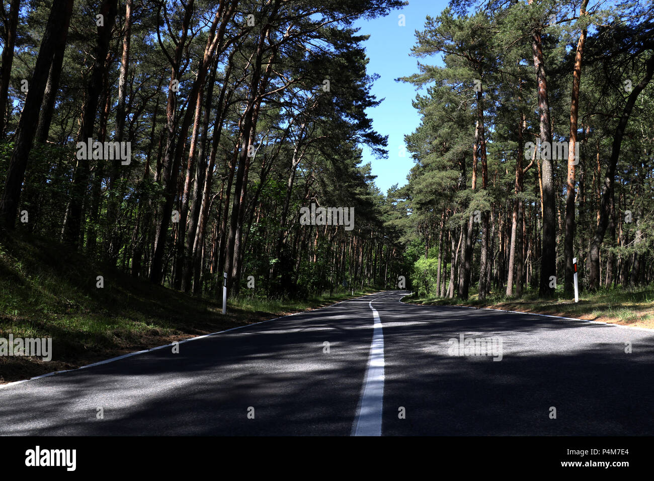 Kaliningrad forest hi-res stock photography and images - Alamy